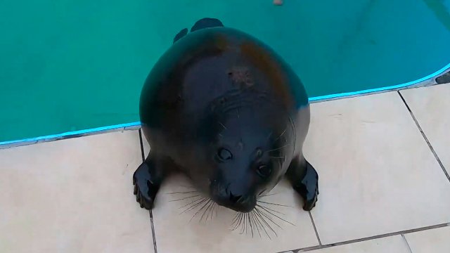 [Video] Pequeña foca se vuelve viral debido a su pasión por la comida ...