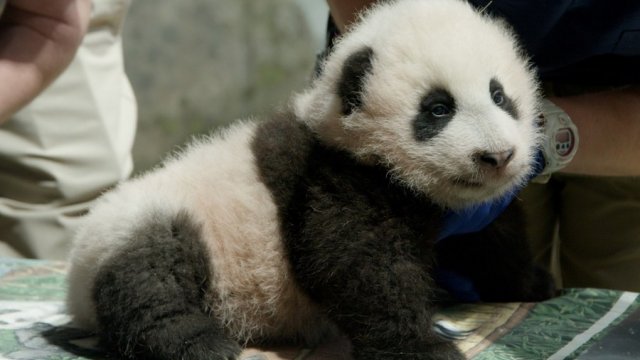 [Fotos] "Pequeño milagro", el panda que nació en EEUU y que viajará a ...