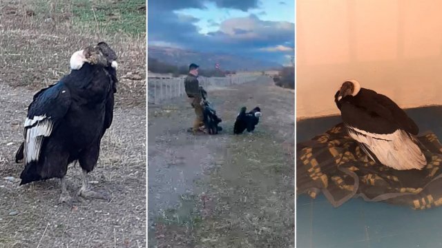 [Video] Rescatan a cóndor herido en Torres del Paine - Cooperativa.cl