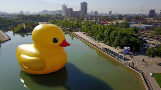 [Fotos] Regresó a Santiago el famoso pato de hule - Cooperativa.cl