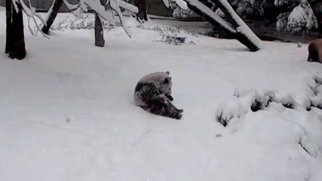 [Video] Tierno oso panda disfruta de la nieve en Washington ...
