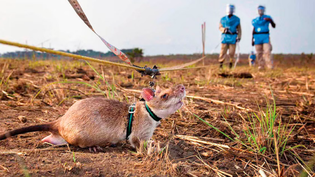 [Video] Muere Magawa, la rata que salvó miles de vidas detectando minas ...