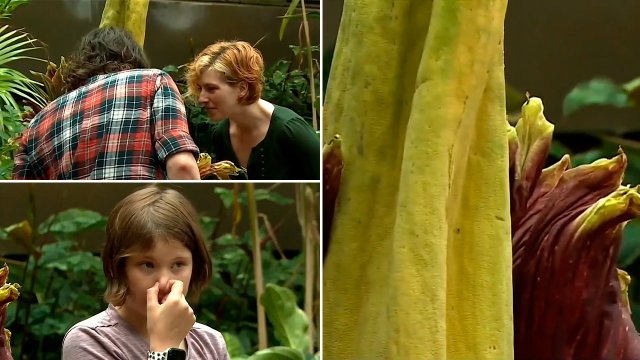 [Video] Cientos de personas asistieron a oler flor que desprende fétido ...