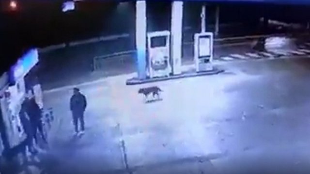 Video Conductor Atropelló Mató A Un Perro Y Huyó Desde Servicentro