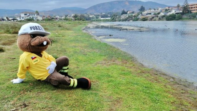 [Fotos] Forestín, icónico rostro de Conaf, cumple 46 años - Cooperativa.cl