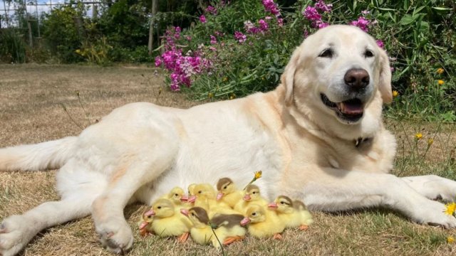 [Fotos] Perrito adopta a 15 patitos abandonados y se hace viral ...