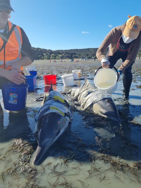Fichas De Trabajo Sobre La Isla De Los Delfines Azules