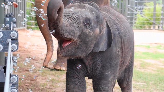 [Video] Demasiado adorable: Tierno elefante se divierte reventando ...