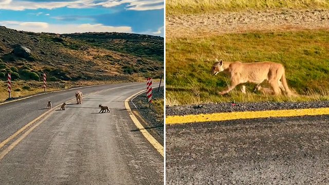 [Video] Torres del Paine: Mamá puma y sus tres cachorros enamoran a las ...