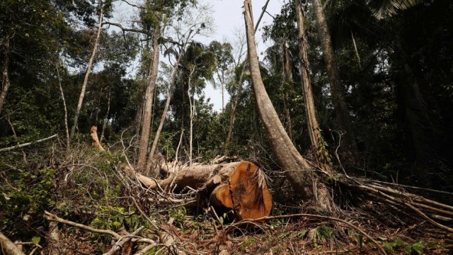 [Fotos] Perú perdió casi 138 mil hectáreas de bosques amazónicos en ...