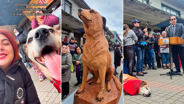 [Video] "Don Luis Apolo": Inauguran estatua de famoso perrito callejero ...