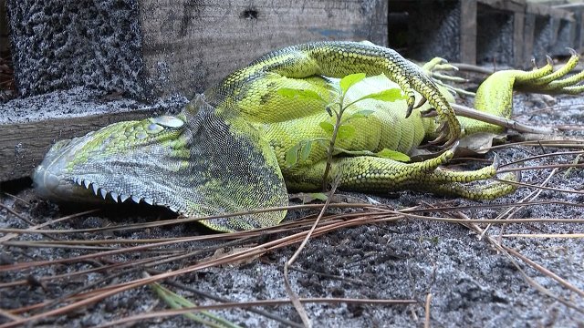 [Video] Frío extremo provoca "lluvia de iguanas" en Estados Unidos - Cooperativa.cl