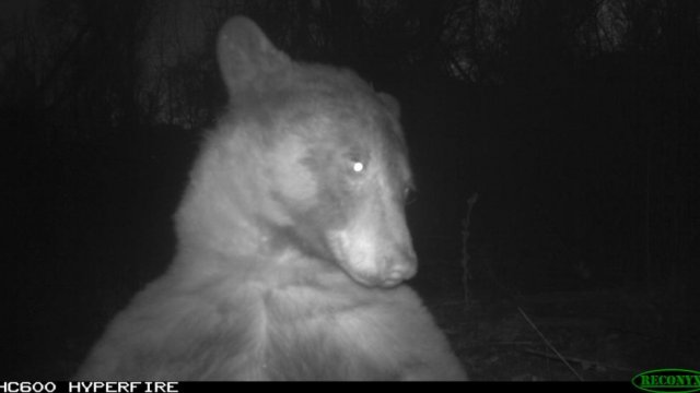 [Fotos] Tierno oso se tomó cerca de 400 "selfies" con cámara silvestre ...