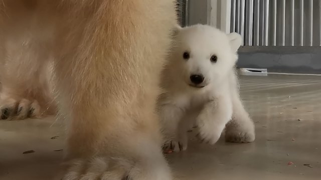[Video] Tierno oso polar es furor en zoológico y en redes sociales ...