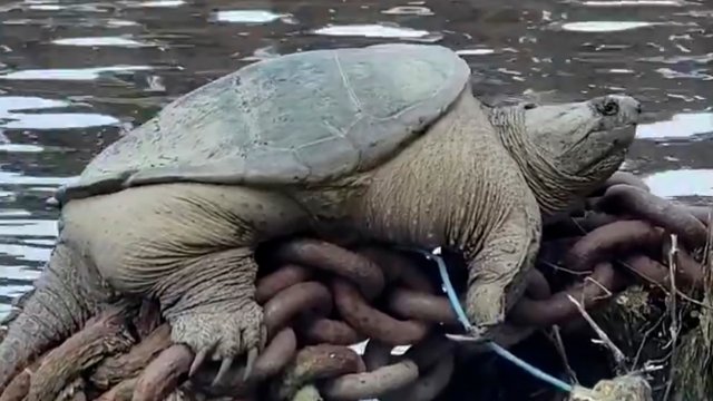 [Video] "Chonkosaurus": Captan enorme tortuga posando en un río y ...