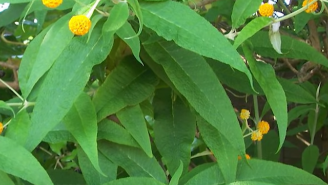 [Audio] Congreso Futuro: El matico y su uso en innovador tratamiento ...