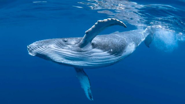 [Video] Captan por primera vez a una ballena amamantando a su cría en ...