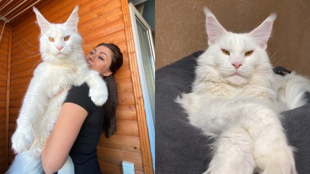 [Fotos] Kéfir: El gato "más grande del mundo" que mide casi lo mismo ...