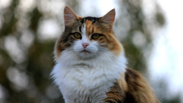 [Audio] ¿Qué es y cómo prevenir el "hongo del gato"? - Cooperativa.cl