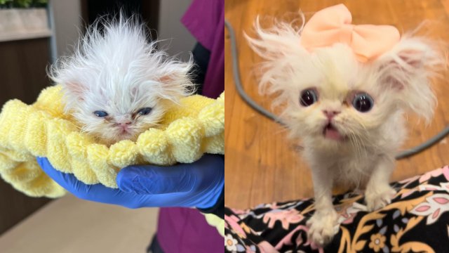 [Fotos] Wisp: La gatita que es furor en redes por su particular ...