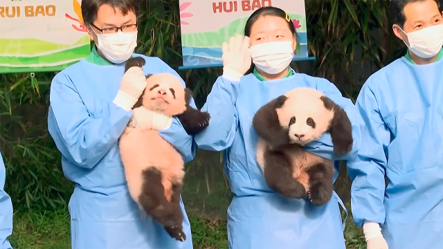 [Video] Pandas gemelas fueron presentadas al público en Corea del Sur ...