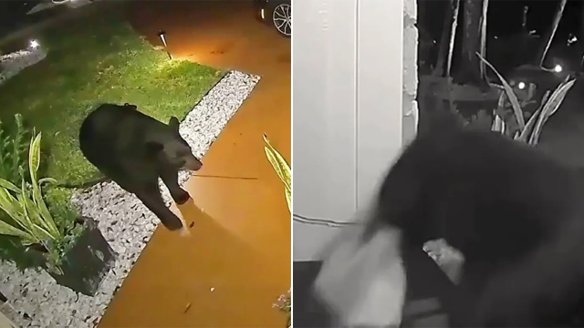 [Video] Oso hambriento se "roba" la comida de un pedido a domicilio ...