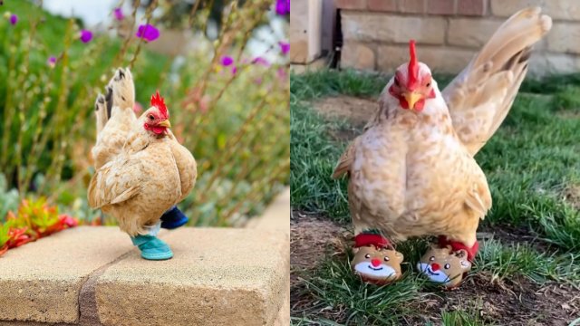 [Fotos] Nubz: La gallina sin dedos que aprendió a caminar gracias a su ...