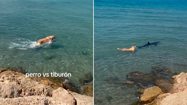 [Video] Amigos o rivales: Perro se lanzó al mar a la siga de un tiburón ...