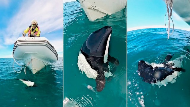 [Video] Delfín "panda" maravilla a turistas en Patagonia argentina ...