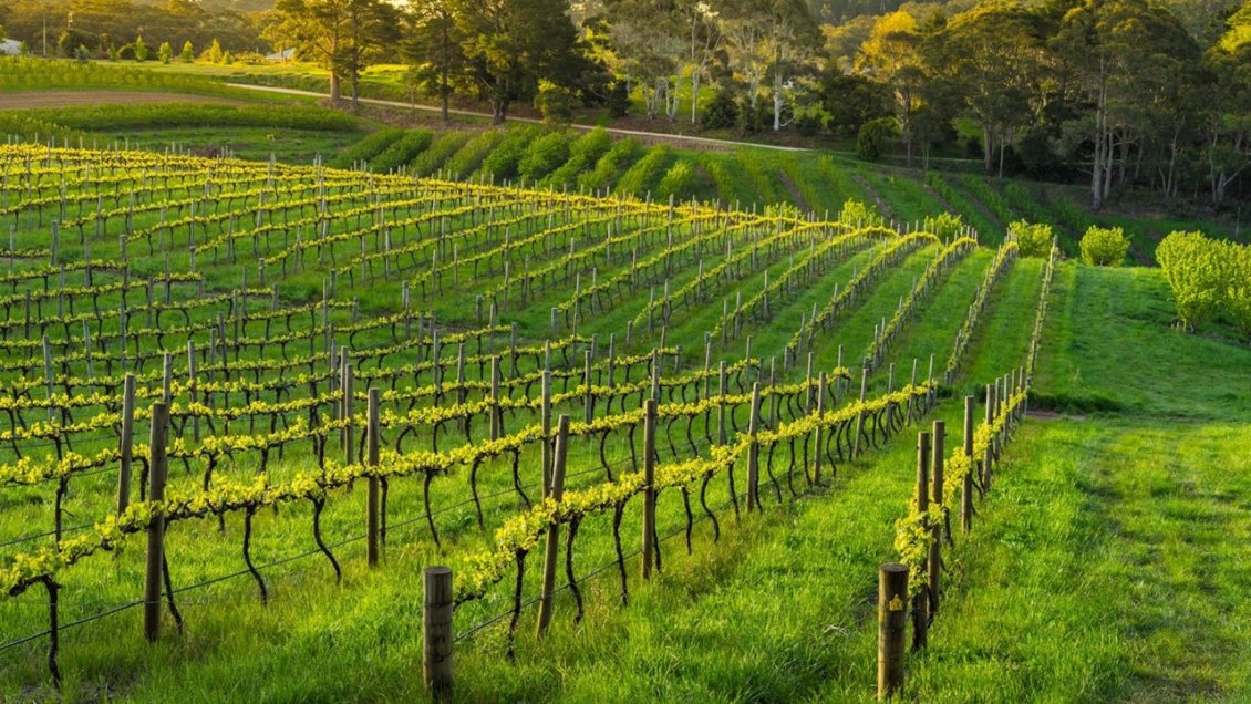 Tecnología SAP basada en IA: NS Agro lidera la transformación digital ...