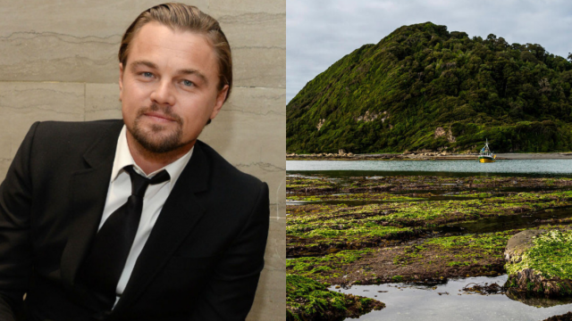 [Audio] La riqueza ecológica de la Isla Guafo, que DiCaprio donará para ...