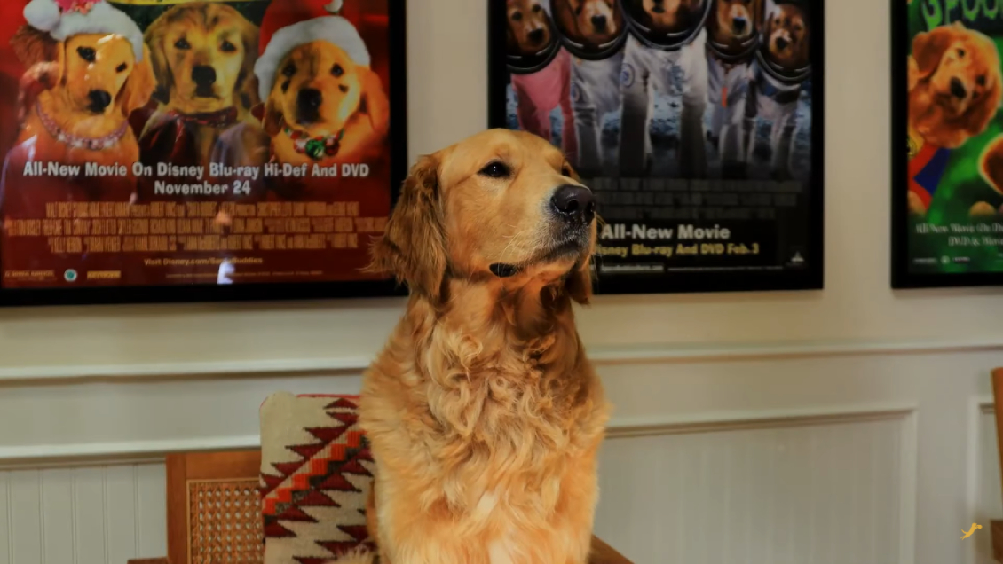 ¡Llamado a todos los golden retrievers! "Air Bud Returns" busca a su ...