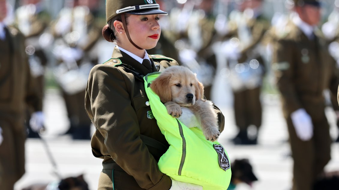 [Fotos] Uno de los momentos más esperado: El desfile de perros y ...