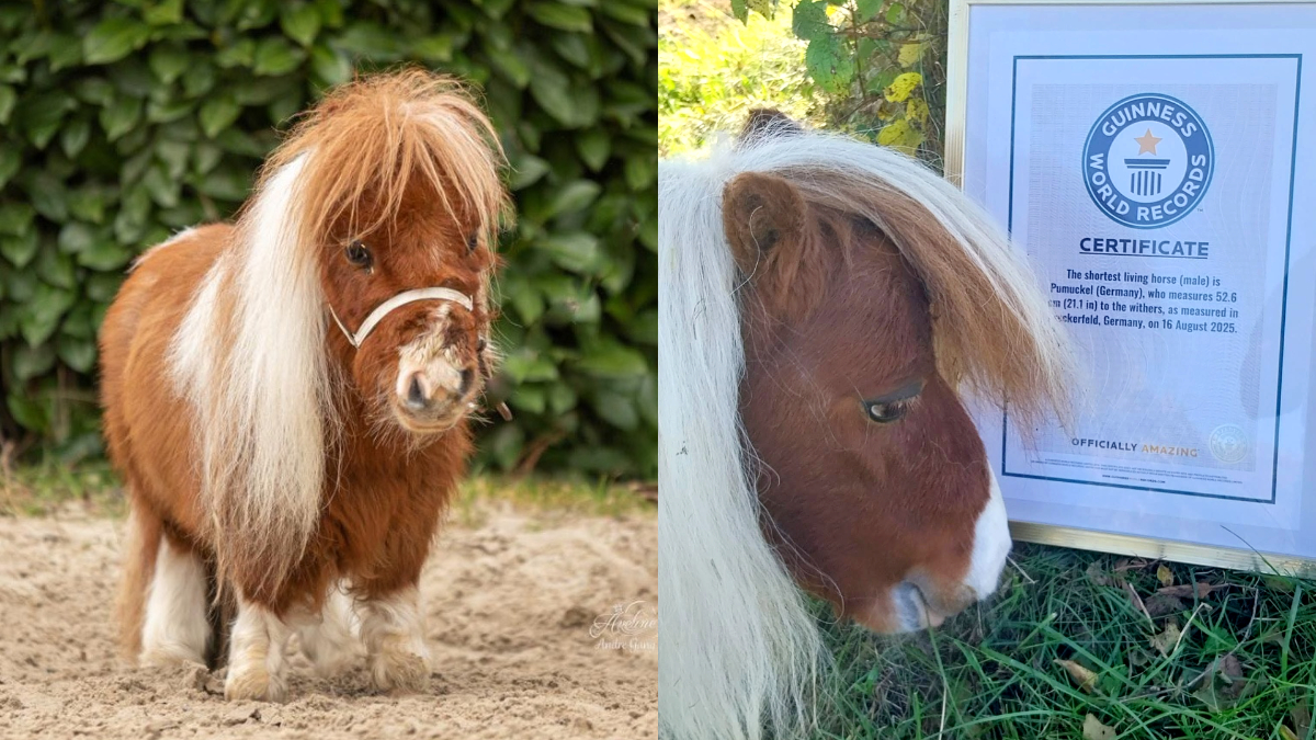 [Fotos] Pumuckel: Caballo batió Récord Guinness por ser el más pequeño ...