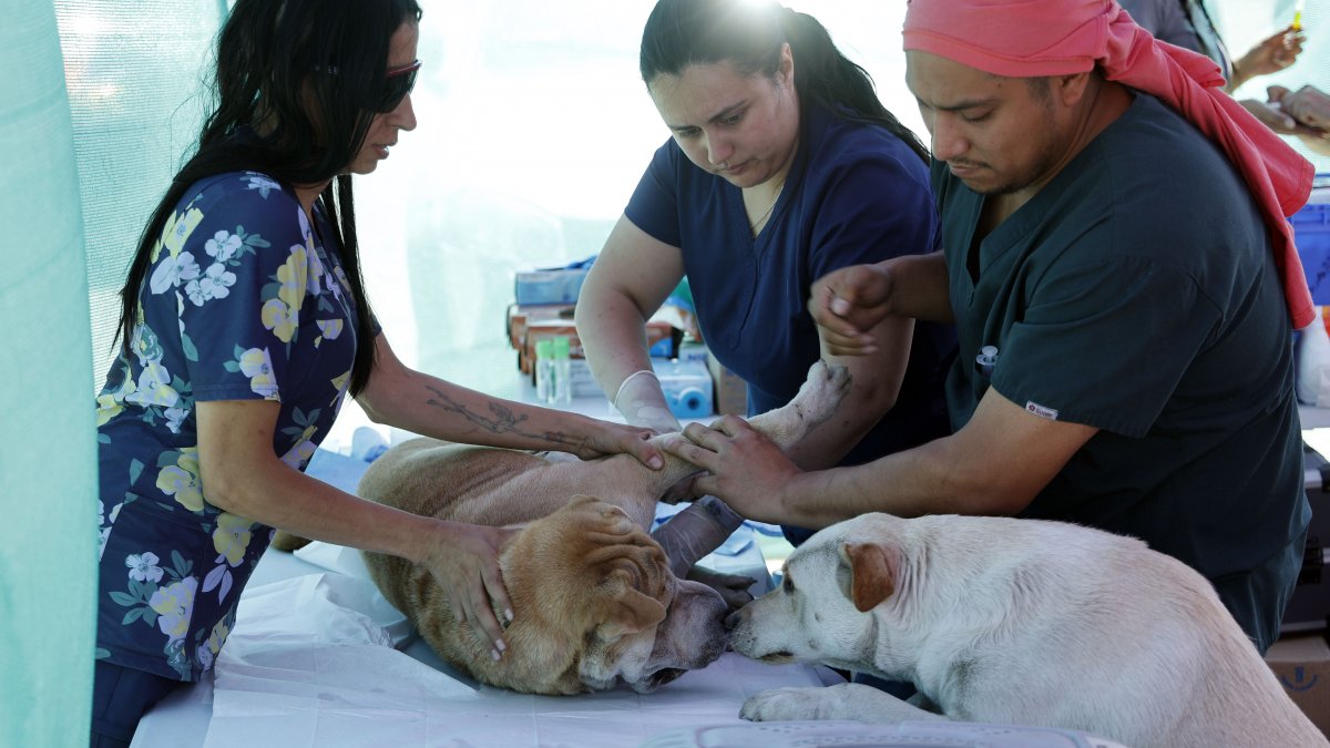Jara presentó plan de bienestar animal: Seguro veterinario y red ...